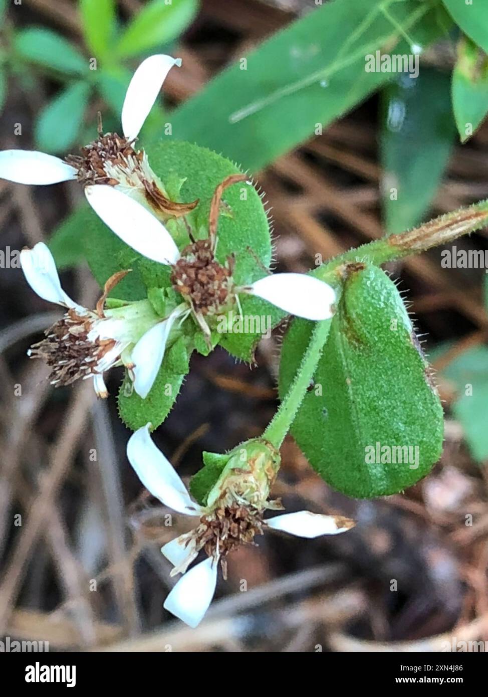 flowering plants (Angiospermae) Plantae Stock Photo - Alamy