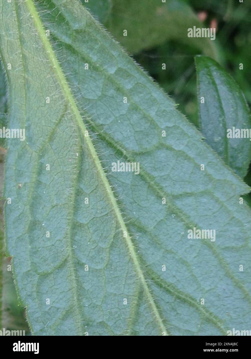 common wrinkle-leaved goldenrod (Solidago rugosa) Plantae Stock Photo ...