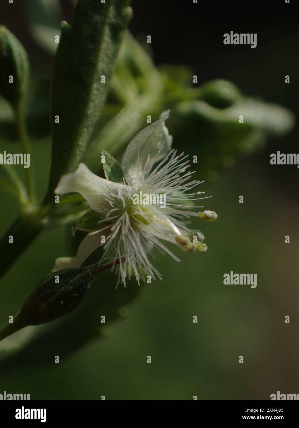 Scoparia dulcis hi-res stock photography and images - Alamy