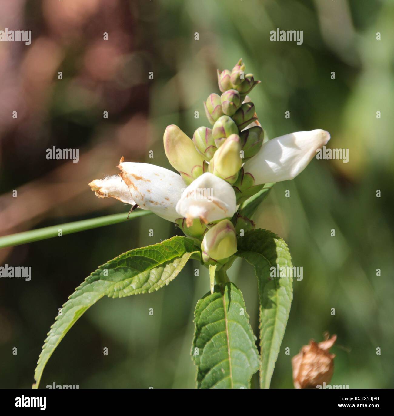 white turtlehead (Chelone glabra) Plantae Stock Photo - Alamy