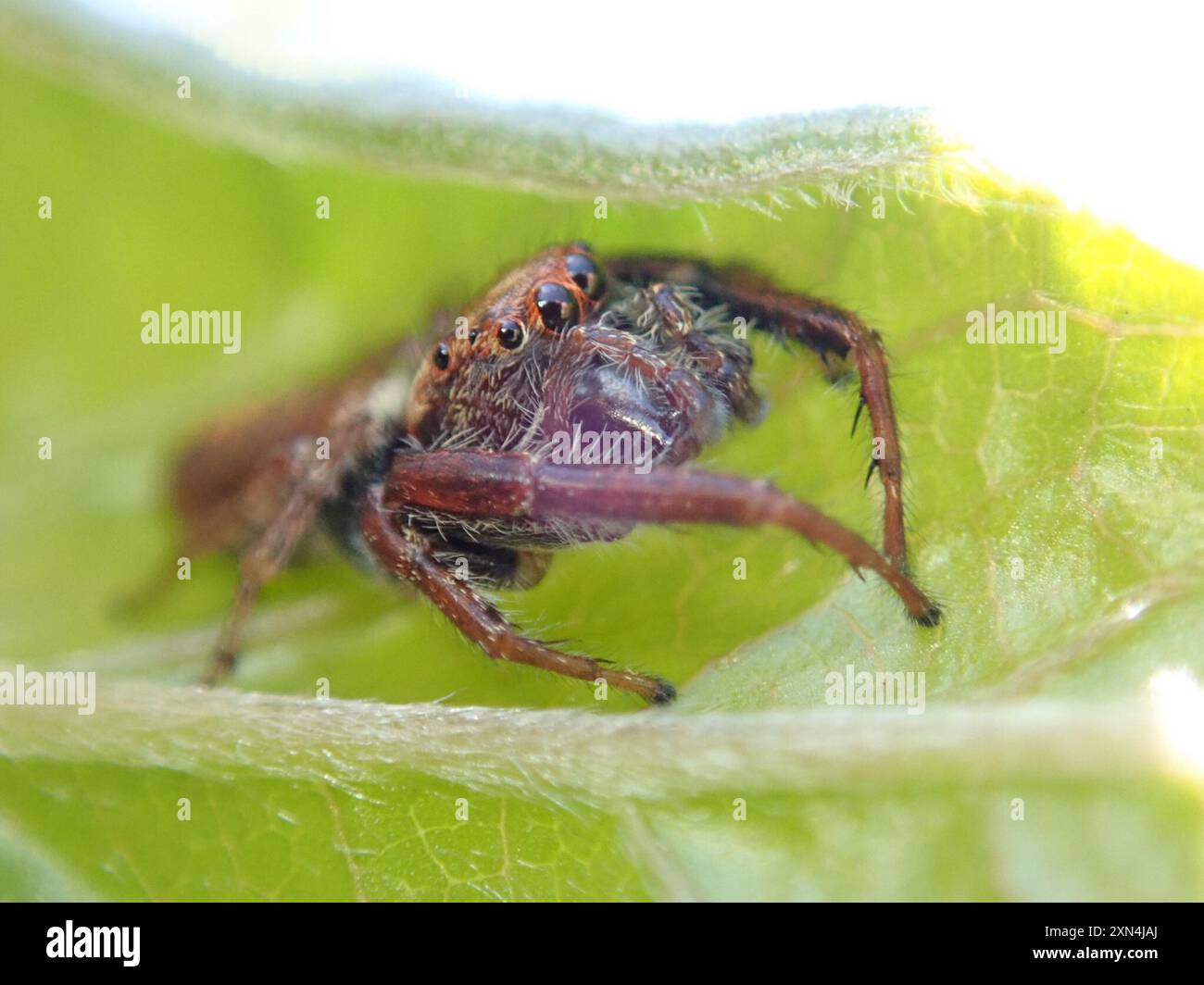 Cyclops jumping spider hi-res stock photography and images - Alamy