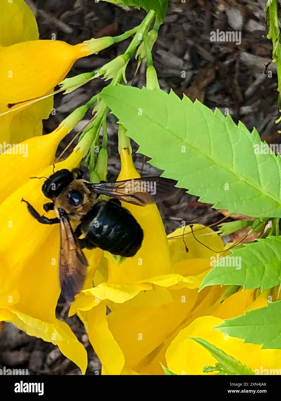 Eastern Carpenter Bee (Xylocopa virginica) Insecta Stock Photo - Alamy