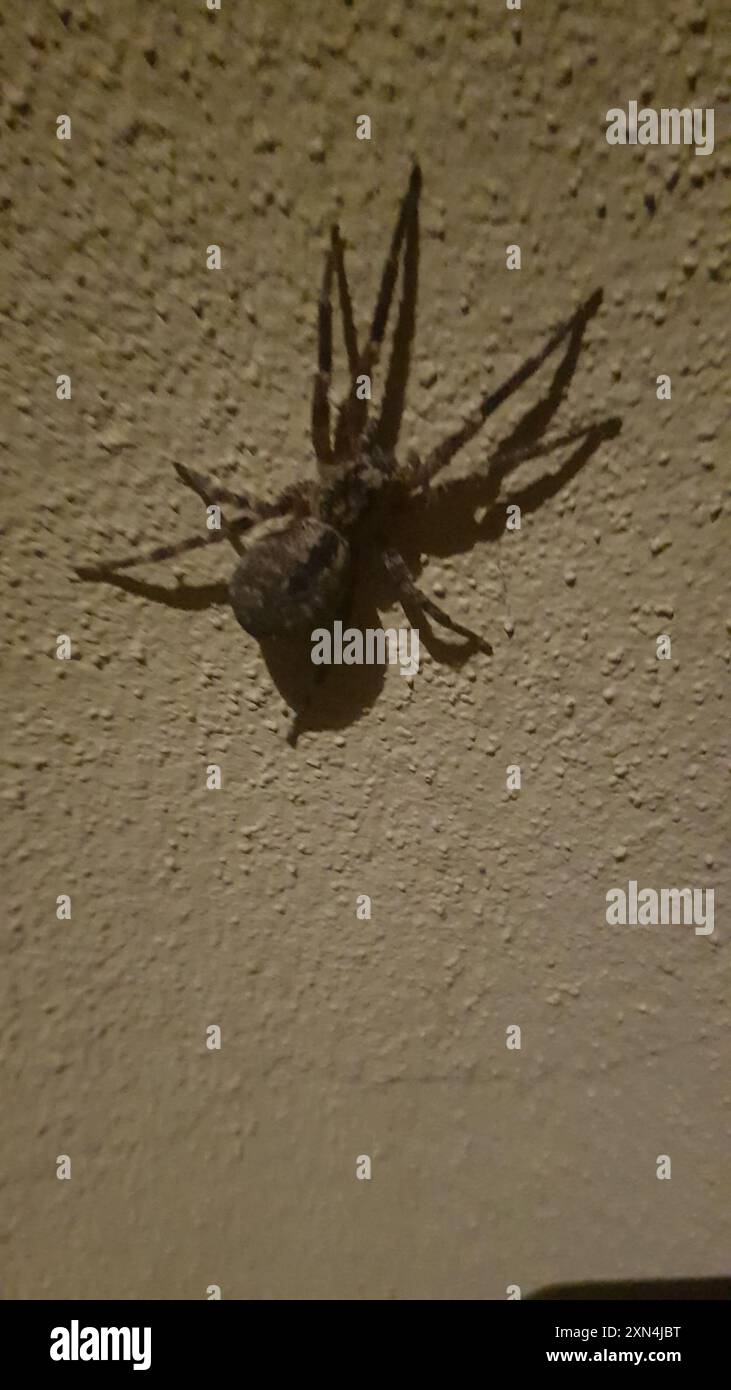 Mediterranean Spiny False Wolf Spider (Zoropsis spinimana) Arachnida ...
