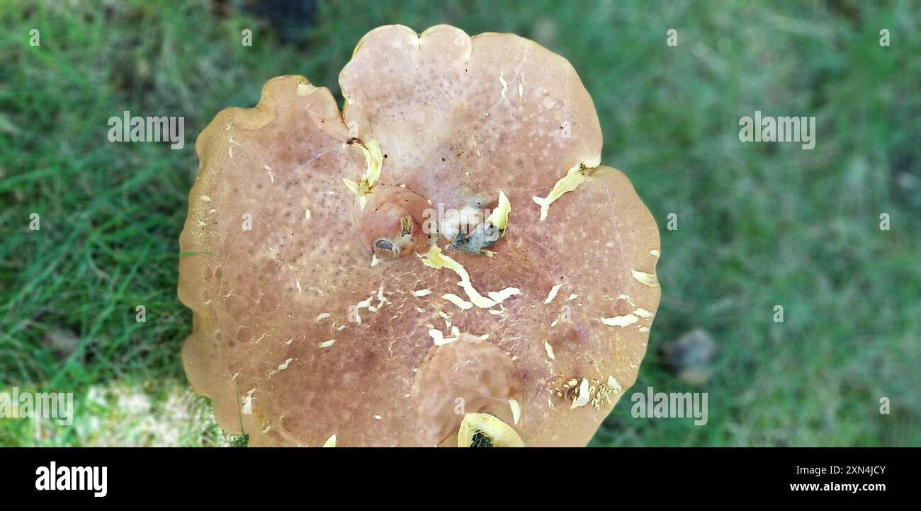 Red-cracking Bolete (Xerocomellus chrysenteron) Fungi Stock Photo - Alamy