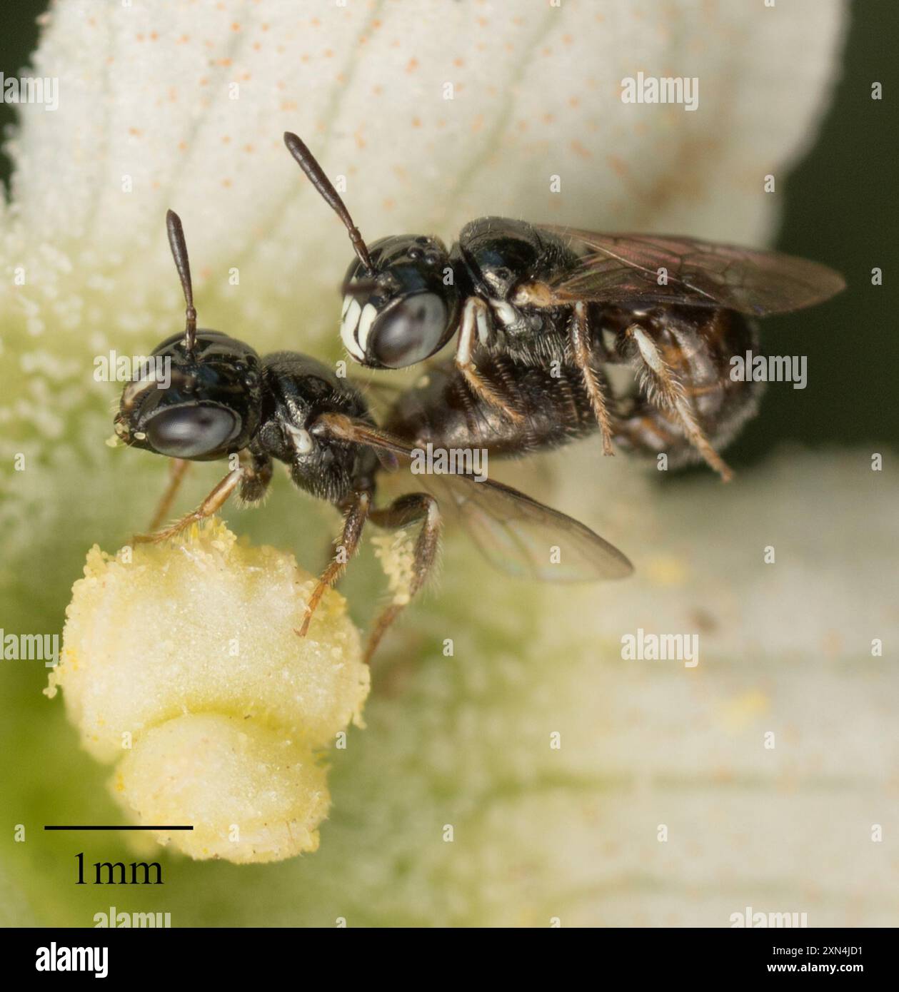 Arizona Small carpenter (Ceratina arizonensis) Insecta Stock Photo - Alamy
