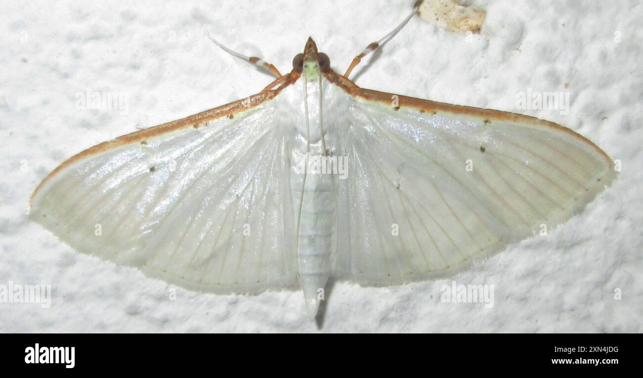 Jasmine moth hi-res stock photography and images - Alamy
