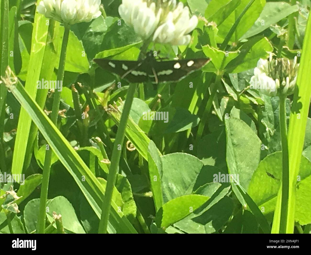 Grape Leaffolder and Leafroller Moths (Desmia funeralis) Insecta Stock ...