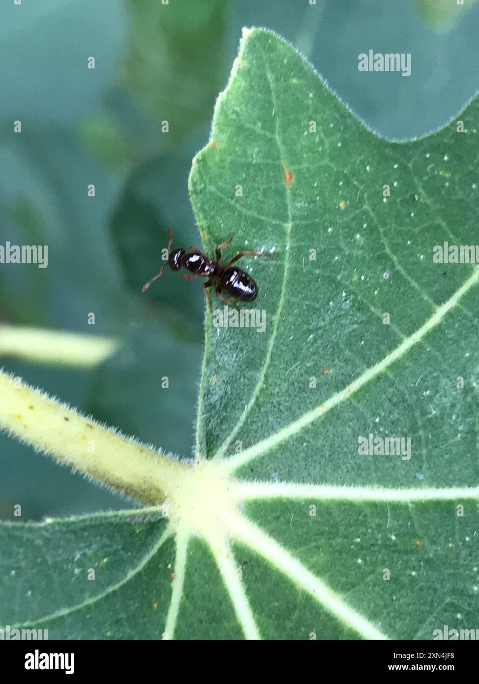 Citronella Ants, Fuzzy Ants, and Allies (Lasius) Insecta Stock Photo ...
