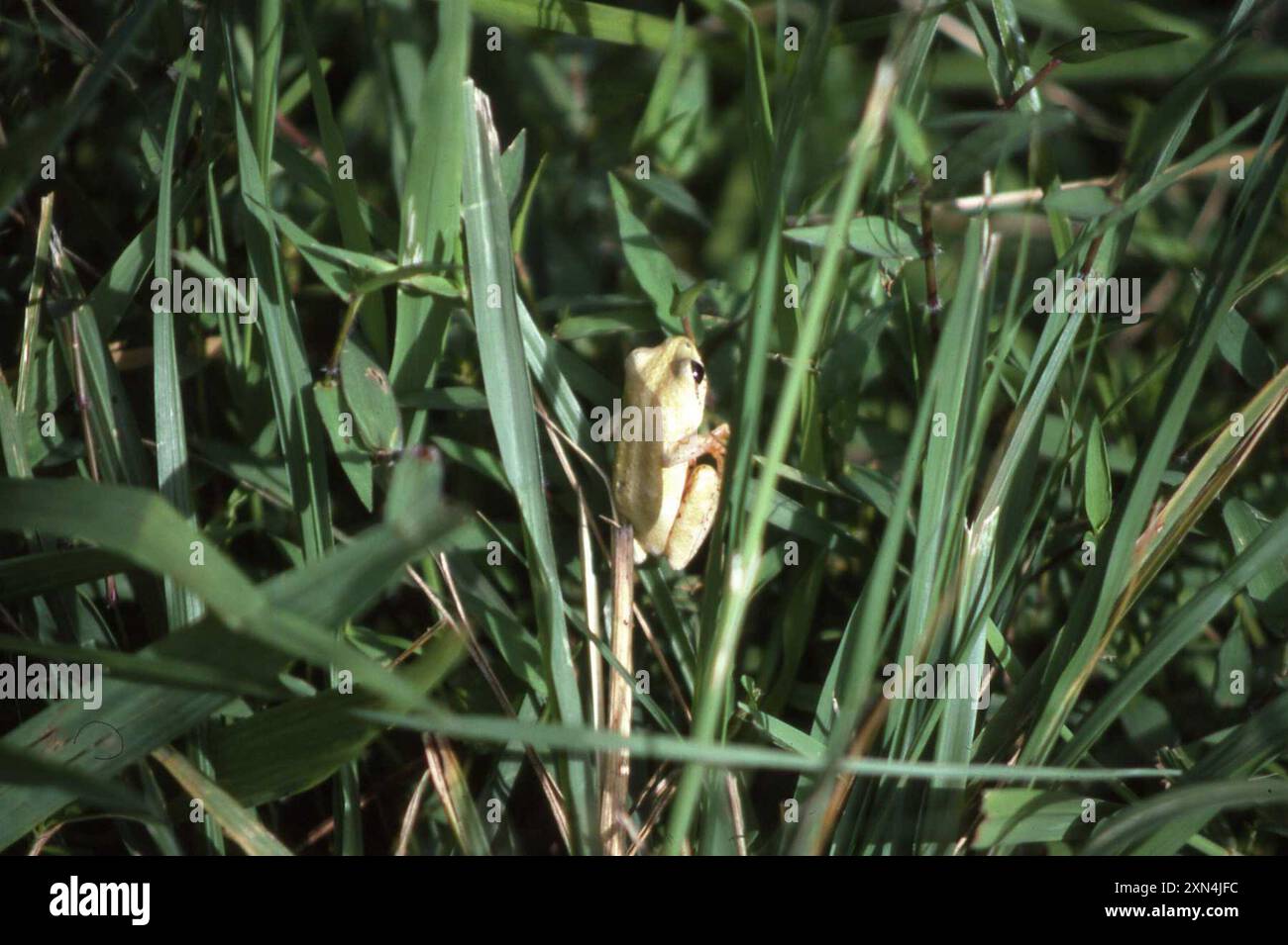 Common Reed Frog (Hyperolius viridiflavus) Amphibia Stock Photo - Alamy