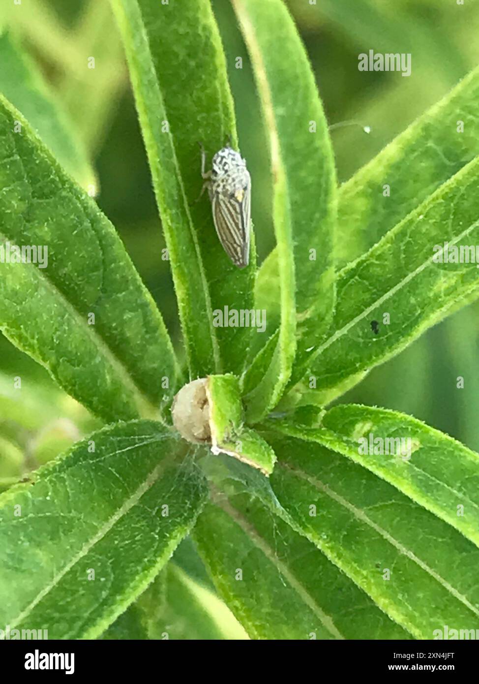 (Graphocephala hieroglyphica) Insecta Stock Photo - Alamy