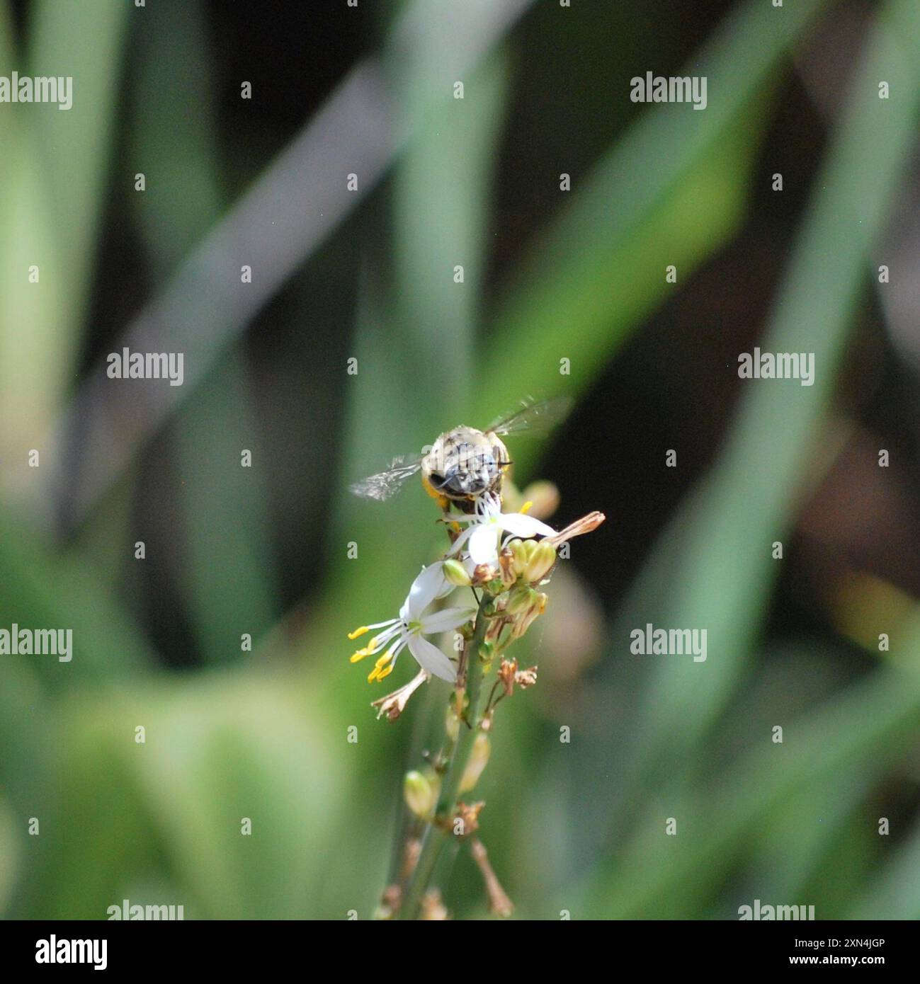 Anthophora urbana hi-res stock photography and images - Alamy