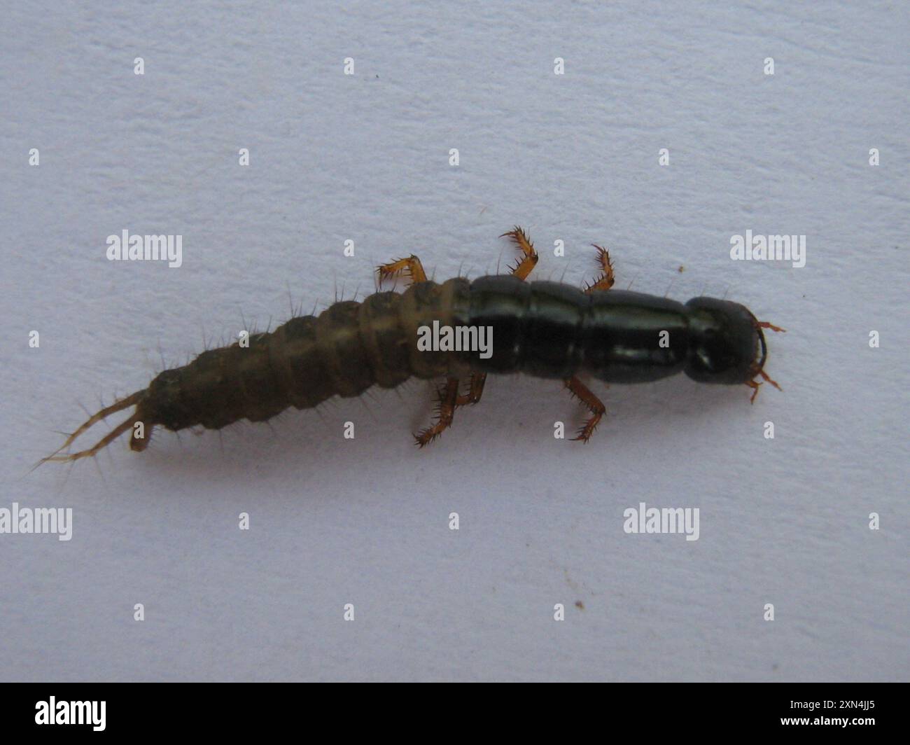 Rove Beetles (Staphylinidae) Insecta Stock Photo - Alamy