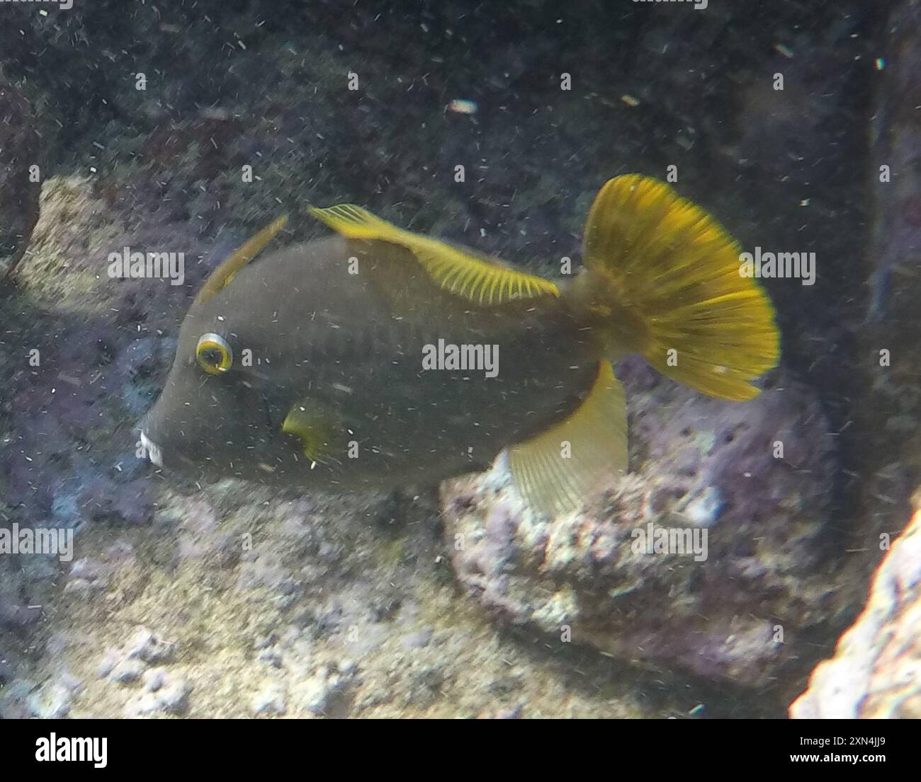 Barred Filefish (Cantherhines dumerilii) Actinopterygii Stock Photo - Alamy