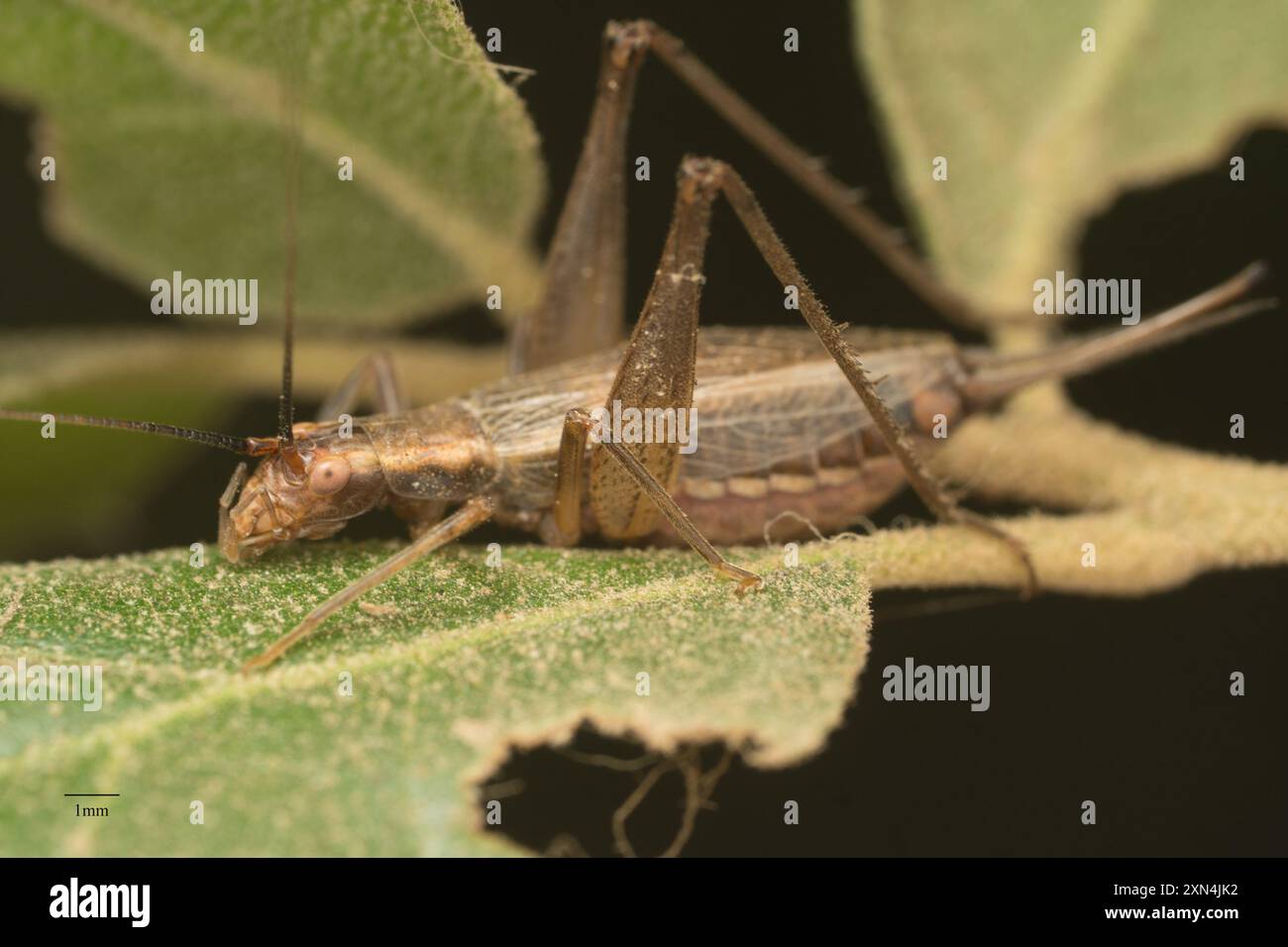 Western Tree Cricket (Oecanthus californicus) Insecta Stock Photo - Alamy