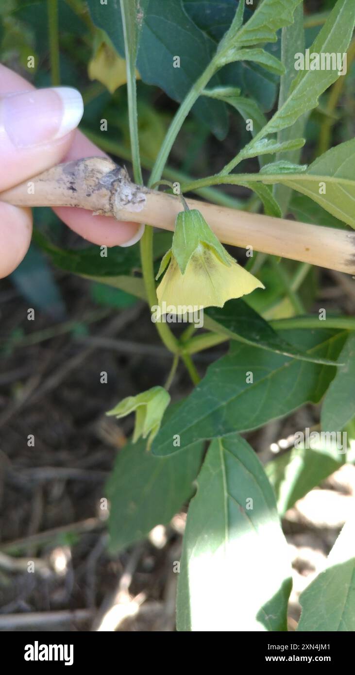 long-leaved groundcherry (Physalis longifolia) Plantae Stock Photo - Alamy