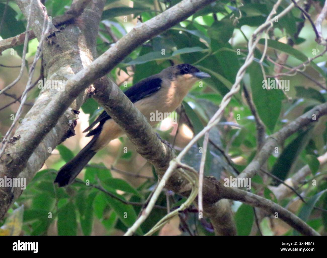 Black-goggled Tanager (Trichothraupis melanops) Aves Stock Photo - Alamy