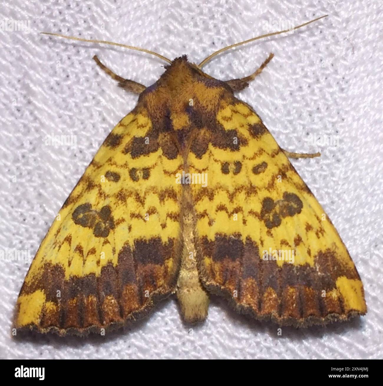 Golden Borer Moth (Papaipema cerina) Insecta Stock Photo - Alamy