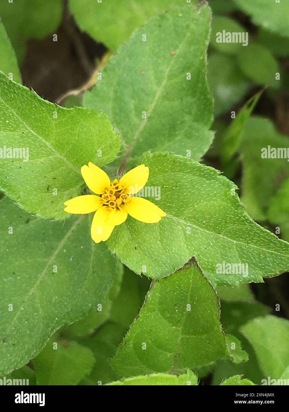 straggler daisy (Calyptocarpus vialis) Plantae Stock Photo - Alamy