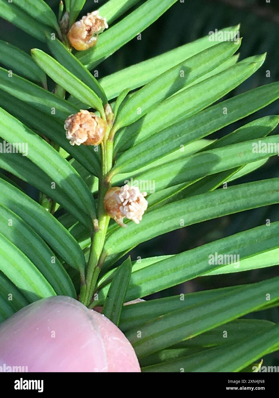 yew family (Taxaceae) Plantae Stock Photo - Alamy