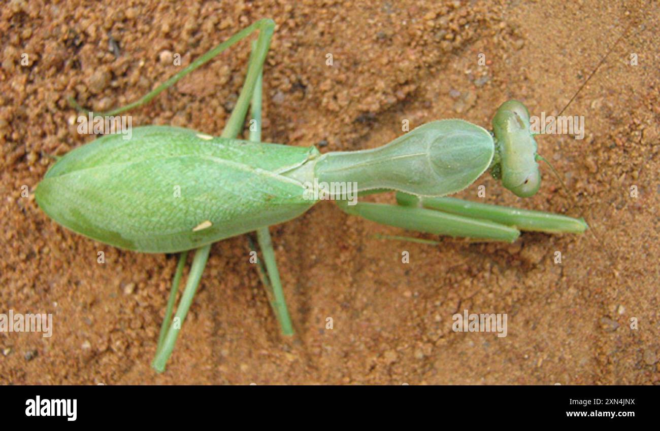 Sphodromantis gastrica hi-res stock photography and images - Alamy