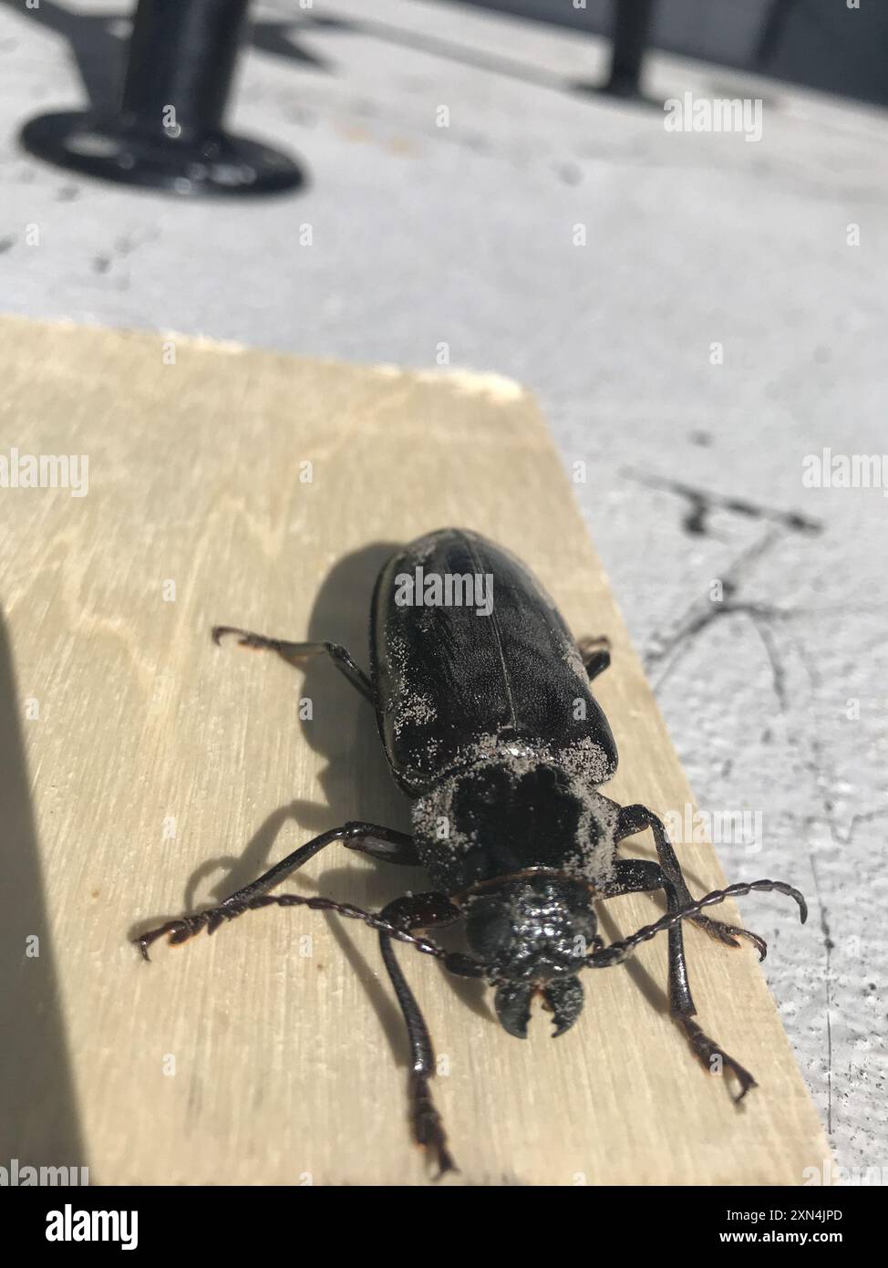 Live-oak Root Borer (Archodontes melanopus) Insecta Stock Photo - Alamy
