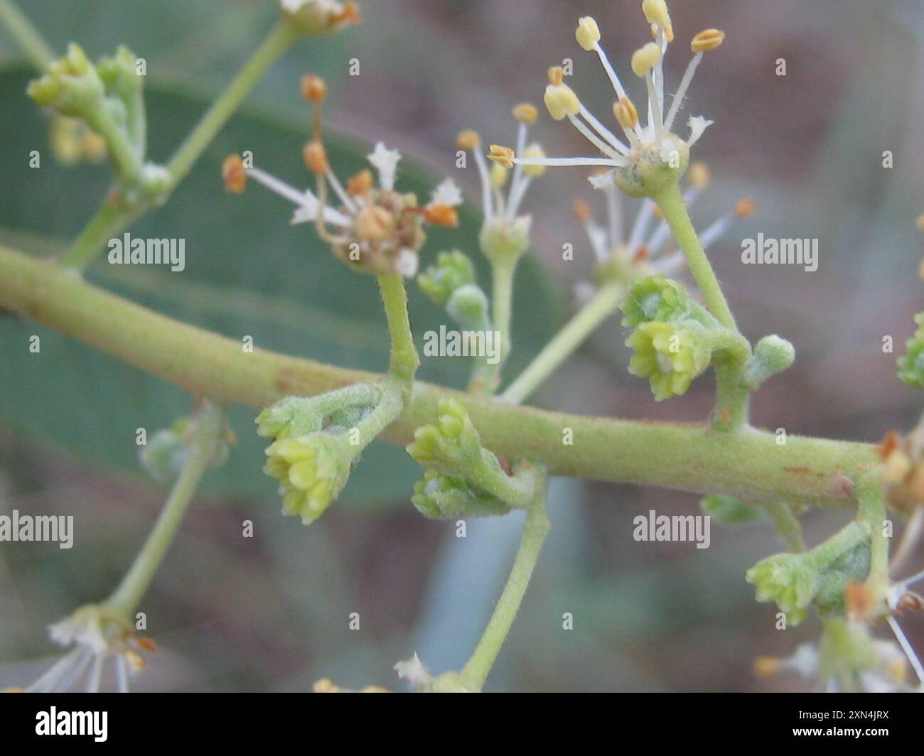 Pappea capensis hi-res stock photography and images - Alamy