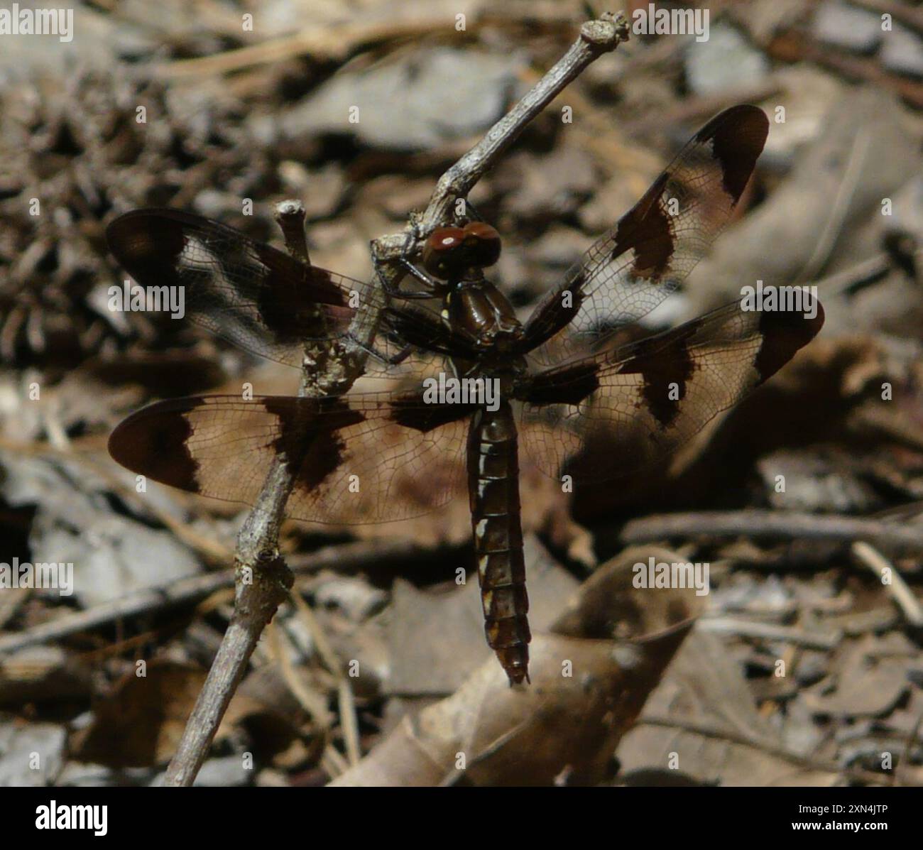 Common Whitetail (Plathemis lydia) Insecta Stock Photo - Alamy