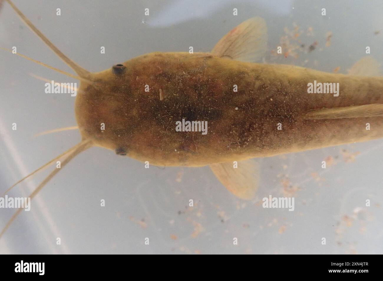 Sharptooth Catfish (Clarias gariepinus) Actinopterygii Stock Photo - Alamy