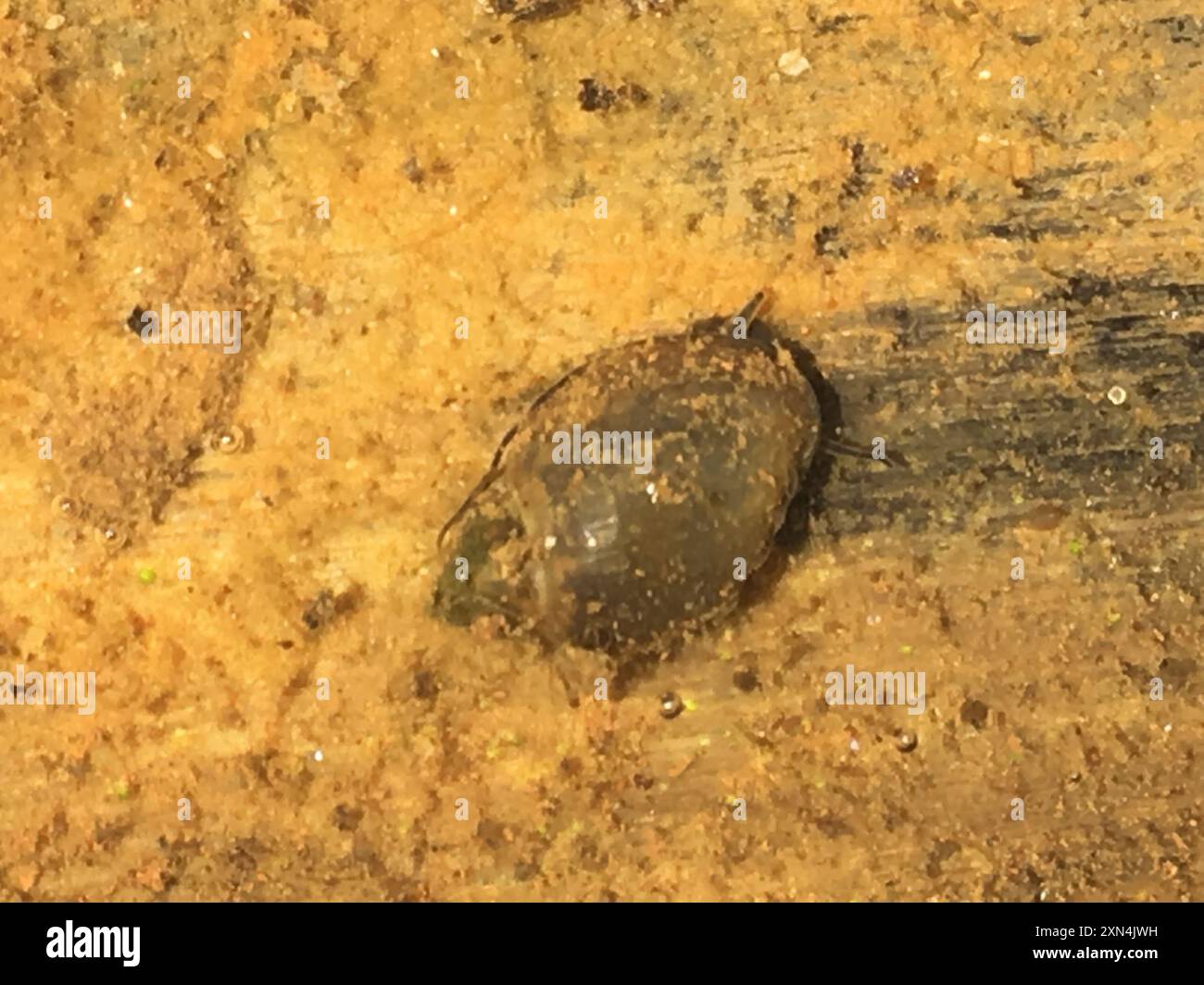 Physidae snails hi-res stock photography and images - Alamy