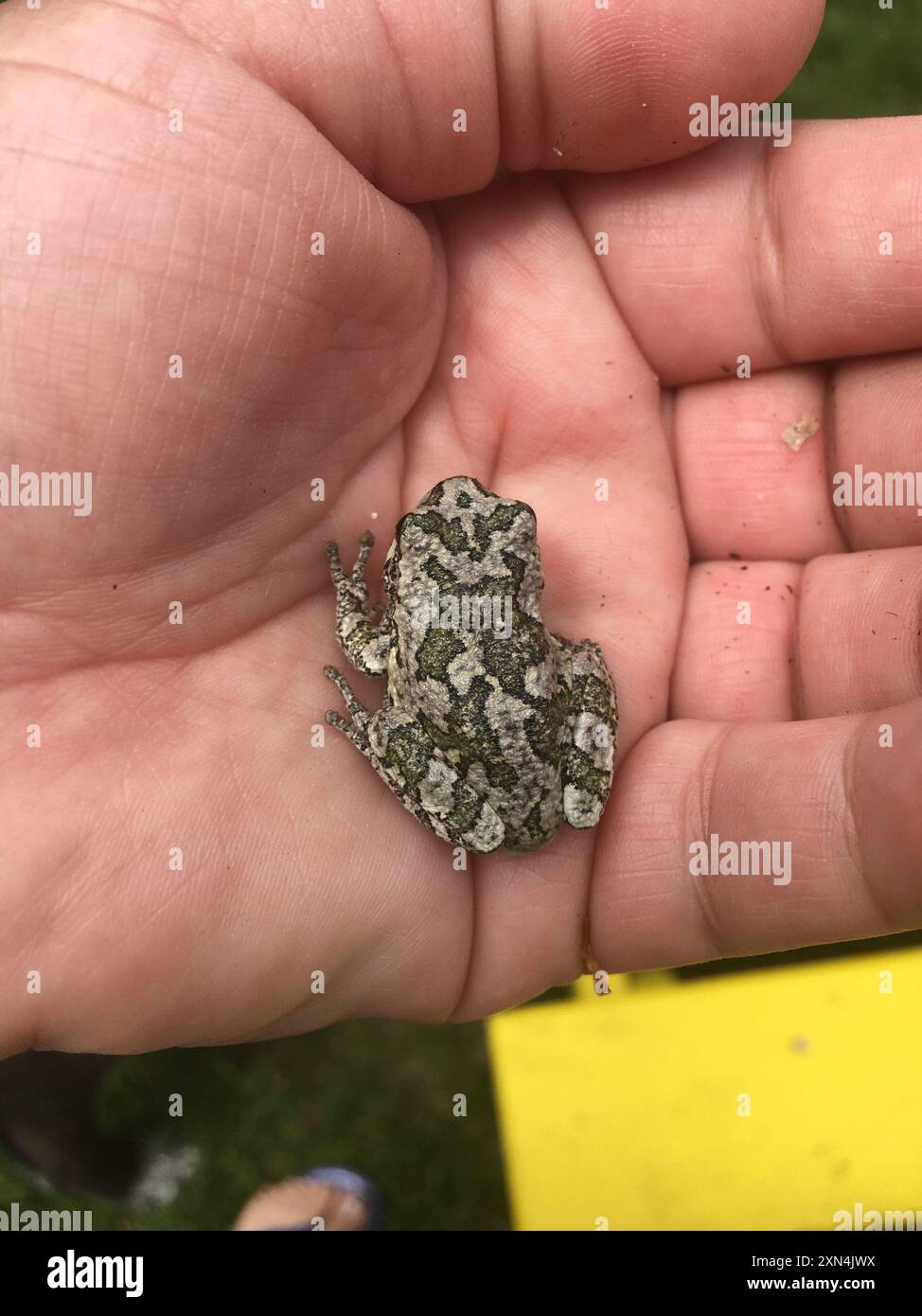 Holarctic Treefrogs (Hyla) Amphibia Stock Photo - Alamy