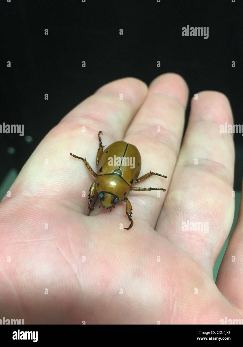 Grapevine Beetle (Pelidnota punctata) Insecta Stock Photo - Alamy