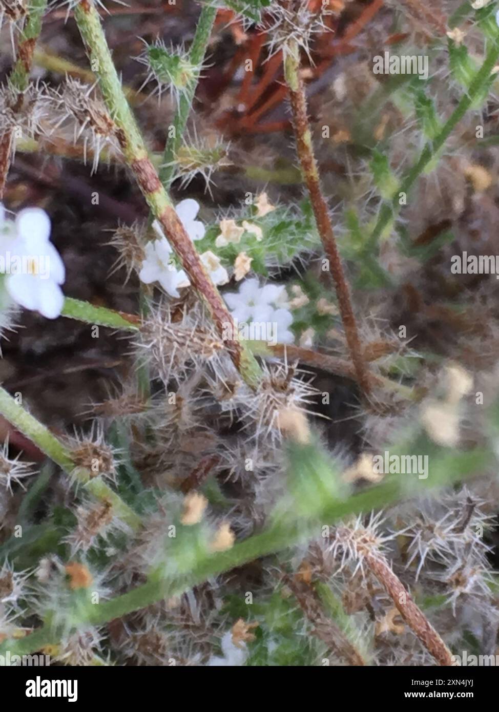 Clearwater cryptantha (Cryptantha intermedia) Plantae Stock Photo - Alamy