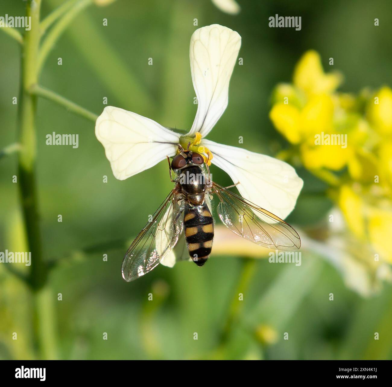 Spotted thintail hi-res stock photography and images - Alamy