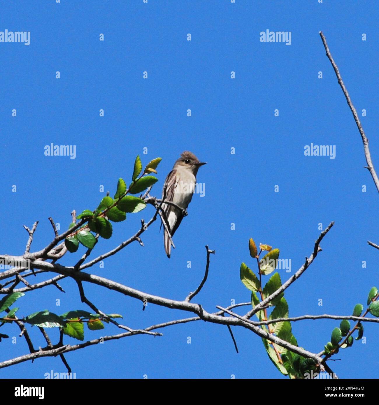 Western Wood-Pewee (Contopus sordidulus) Aves Stock Photo - Alamy