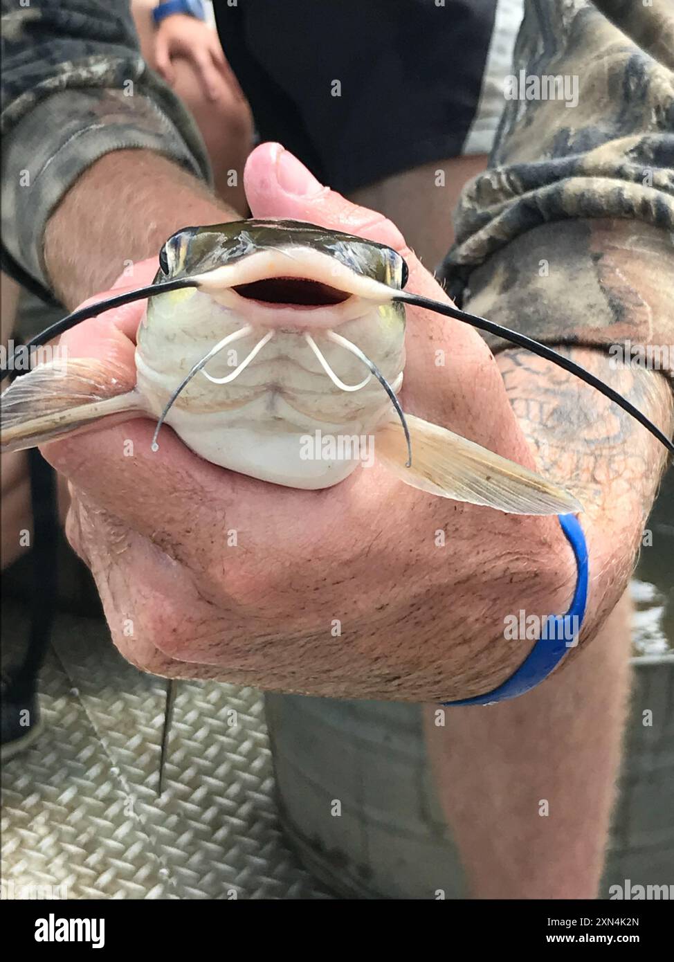 Channel Catfish (Ictalurus punctatus) Actinopterygii Stock Photo - Alamy