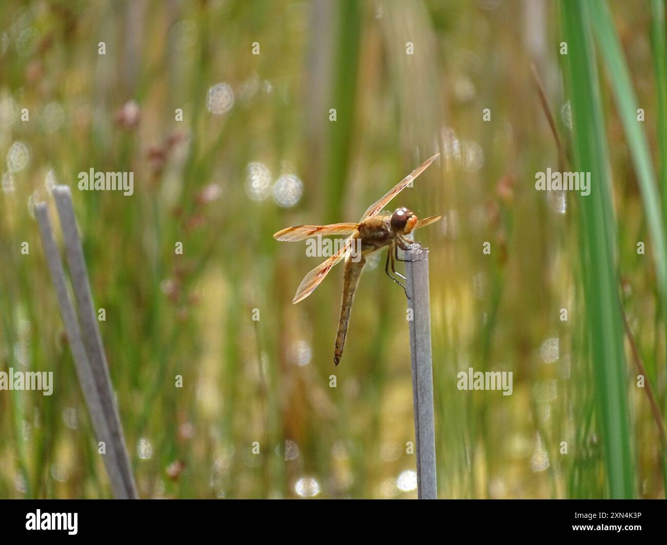 Painted Skimmer (Libellula semifasciata) Insecta Stock Photo - Alamy