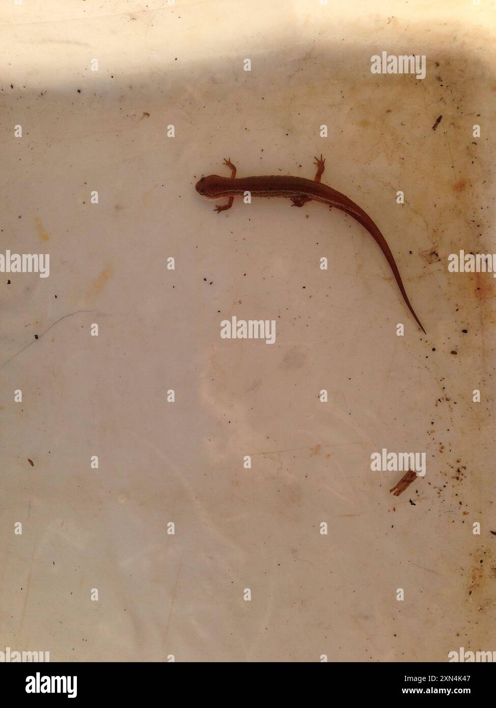 Blue Ridge Two-lined Salamander (Eurycea wilderae) Amphibia Stock Photo ...