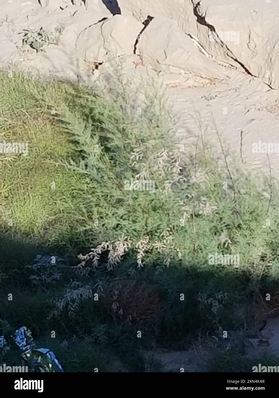 saltcedar (Tamarix ramosissima) Plantae Stock Photo - Alamy