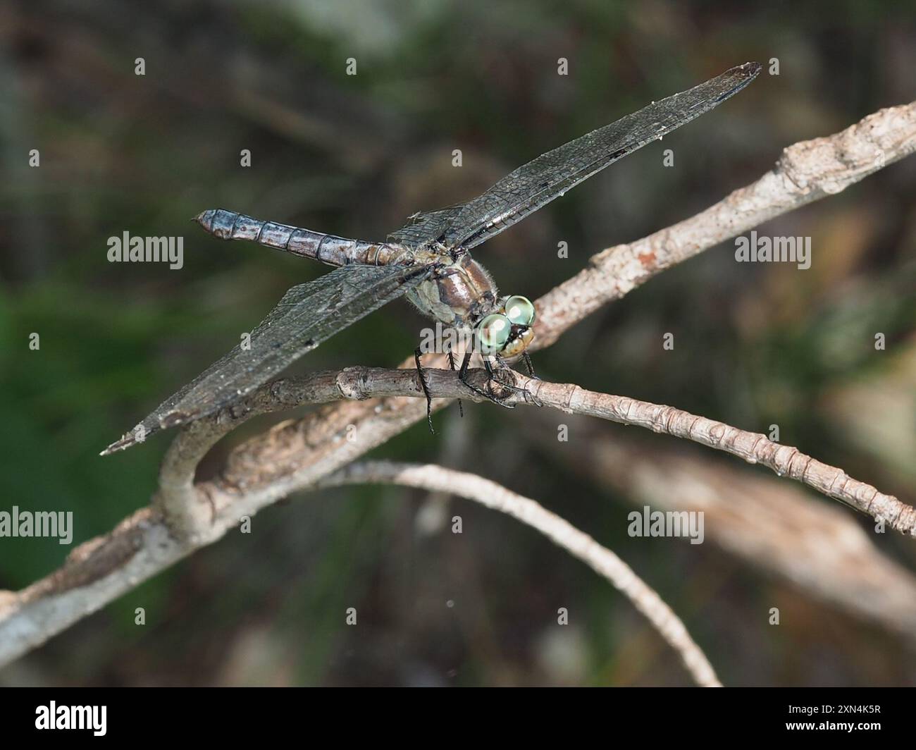 Great Blue Skimmer (Libellula vibrans) Insecta Stock Photo - Alamy