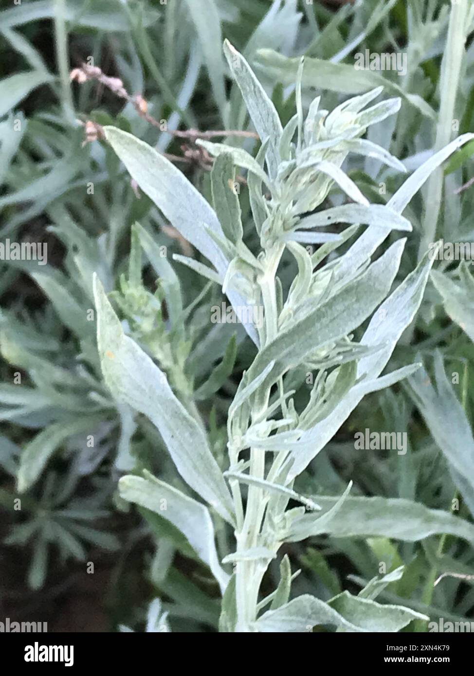 Silver Wormwood (Artemisia ludoviciana) Plantae Stock Photo - Alamy