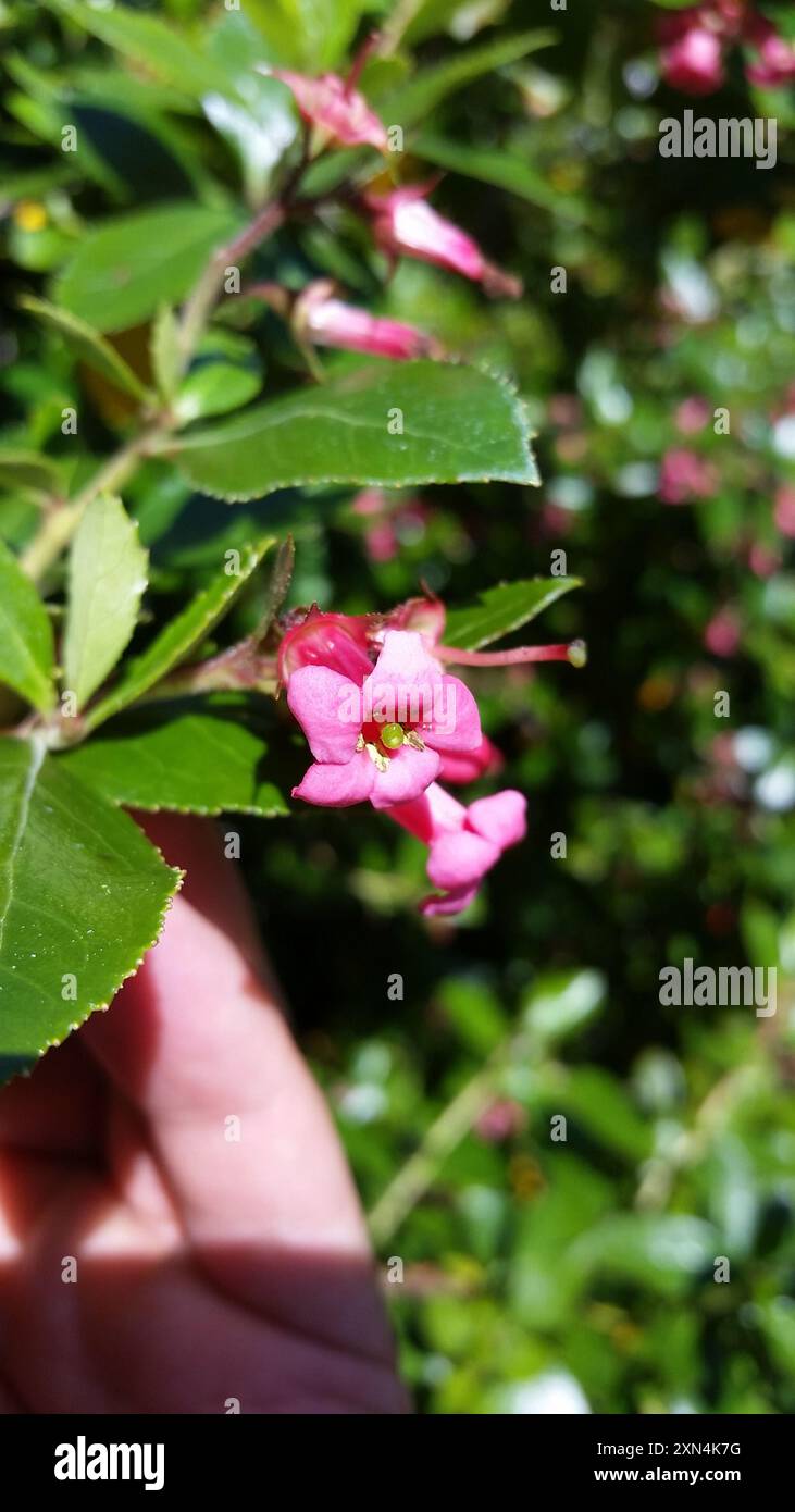 redclaws (Escallonia rubra) Plantae Stock Photo - Alamy