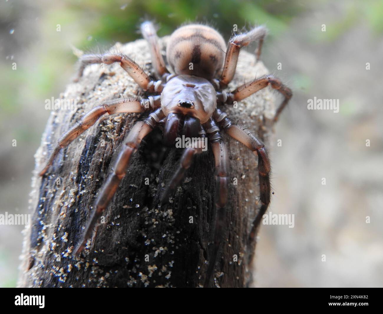 Banded Tunnelweb Spiders (Hexathele) Arachnida Stock Photo - Alamy