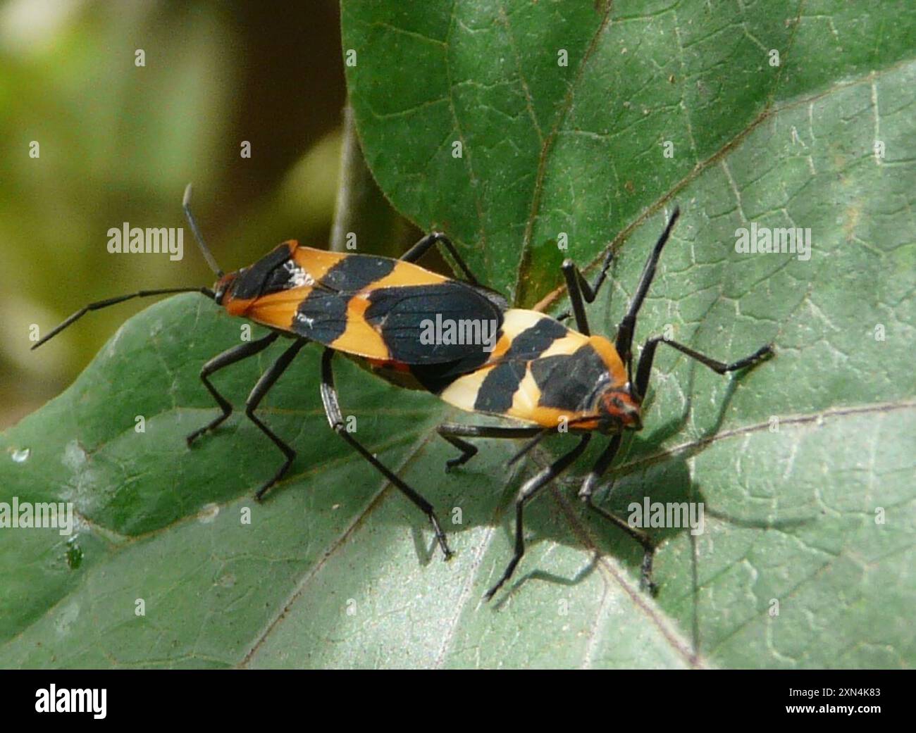 Large Milkweed Bug (Oncopeltus fasciatus) Insecta Stock Photo - Alamy