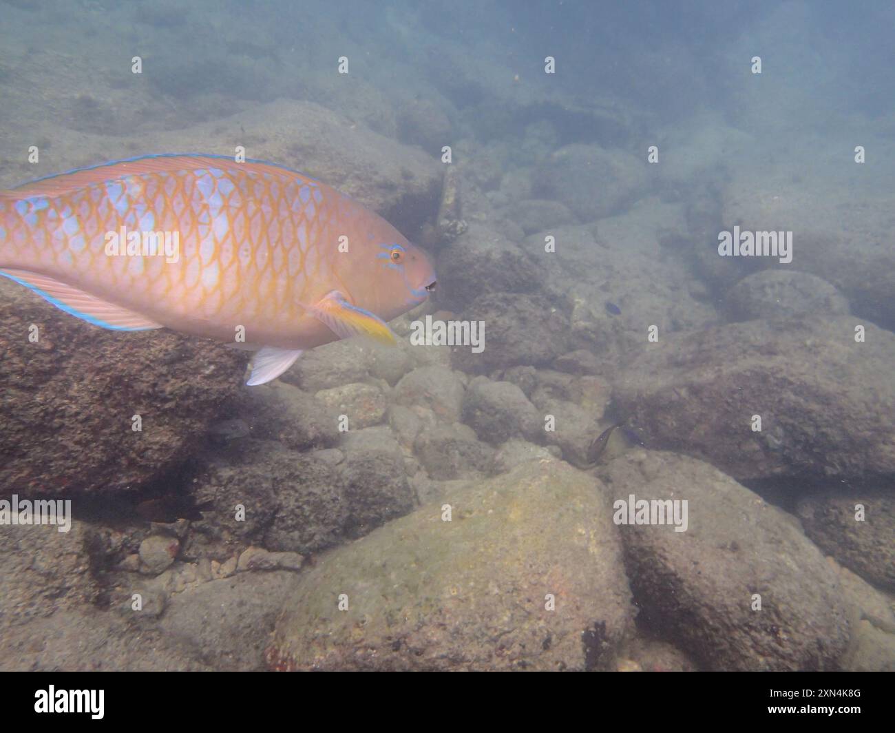 Bluebarred parrotfish scarus ghobban hi-res stock photography and ...