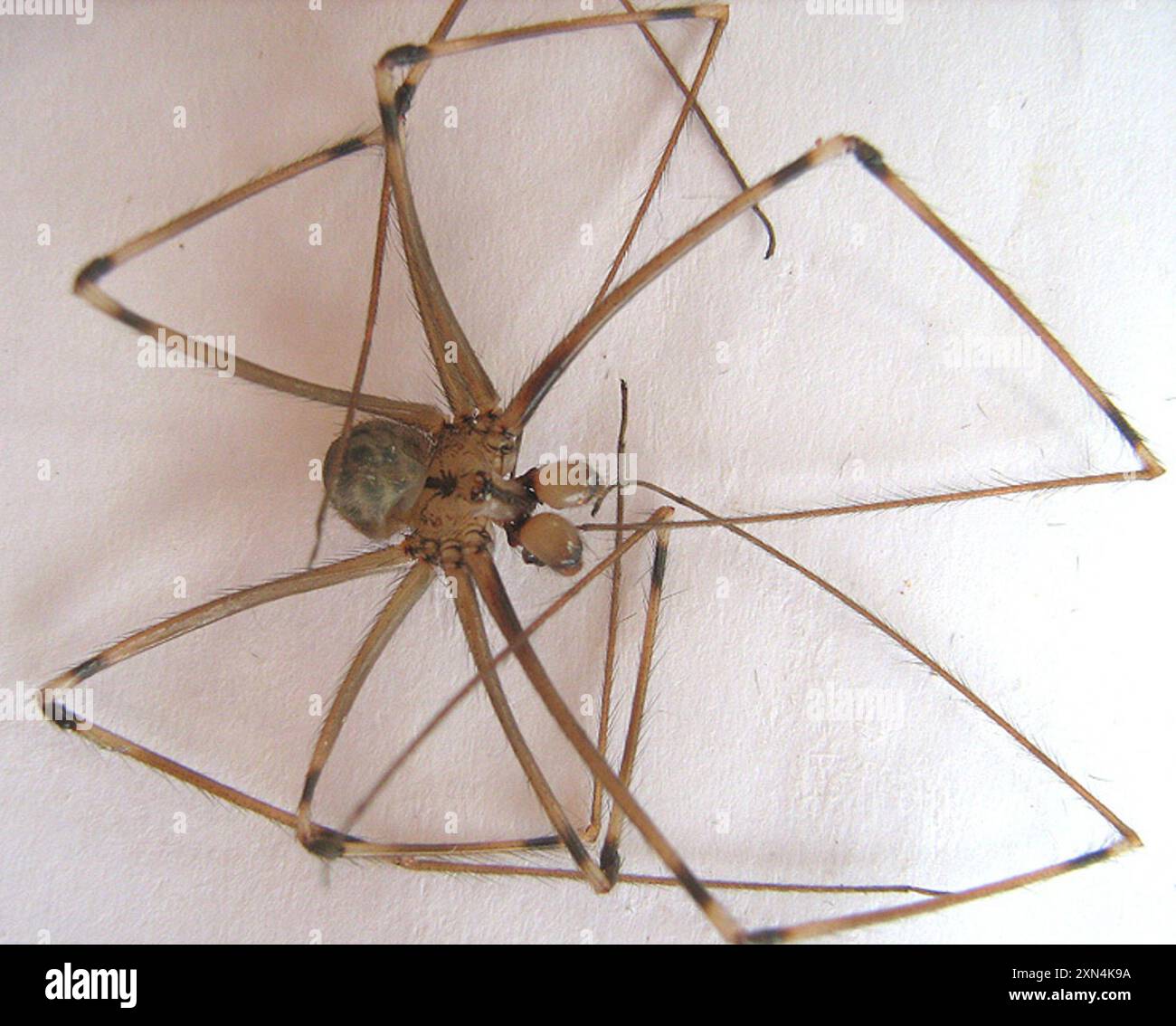 Giant Daddy-long-legs Spider (Artema atlanta) Arachnida Stock Photo - Alamy
