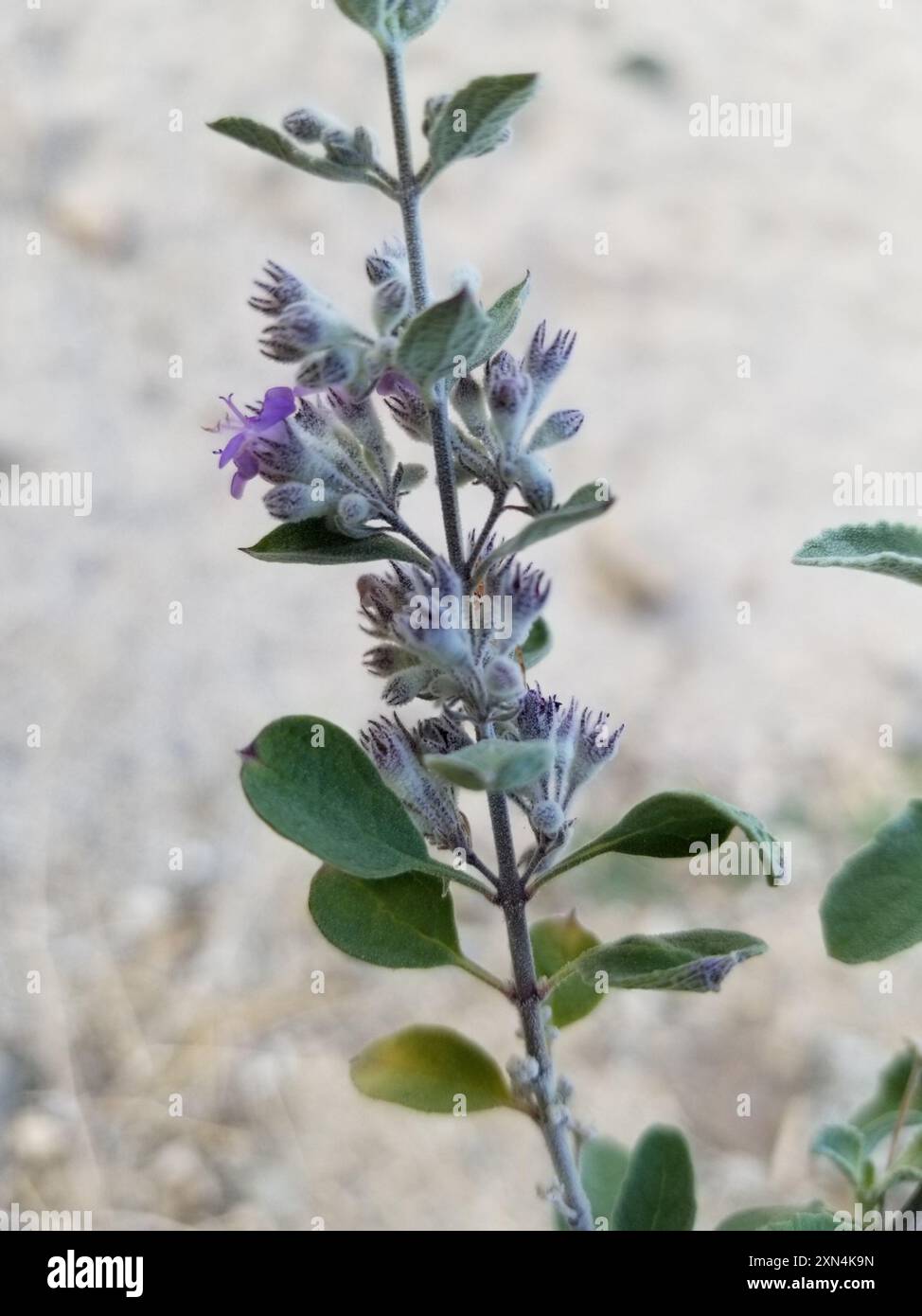 desert lavender (Condea emoryi) Plantae Stock Photo - Alamy