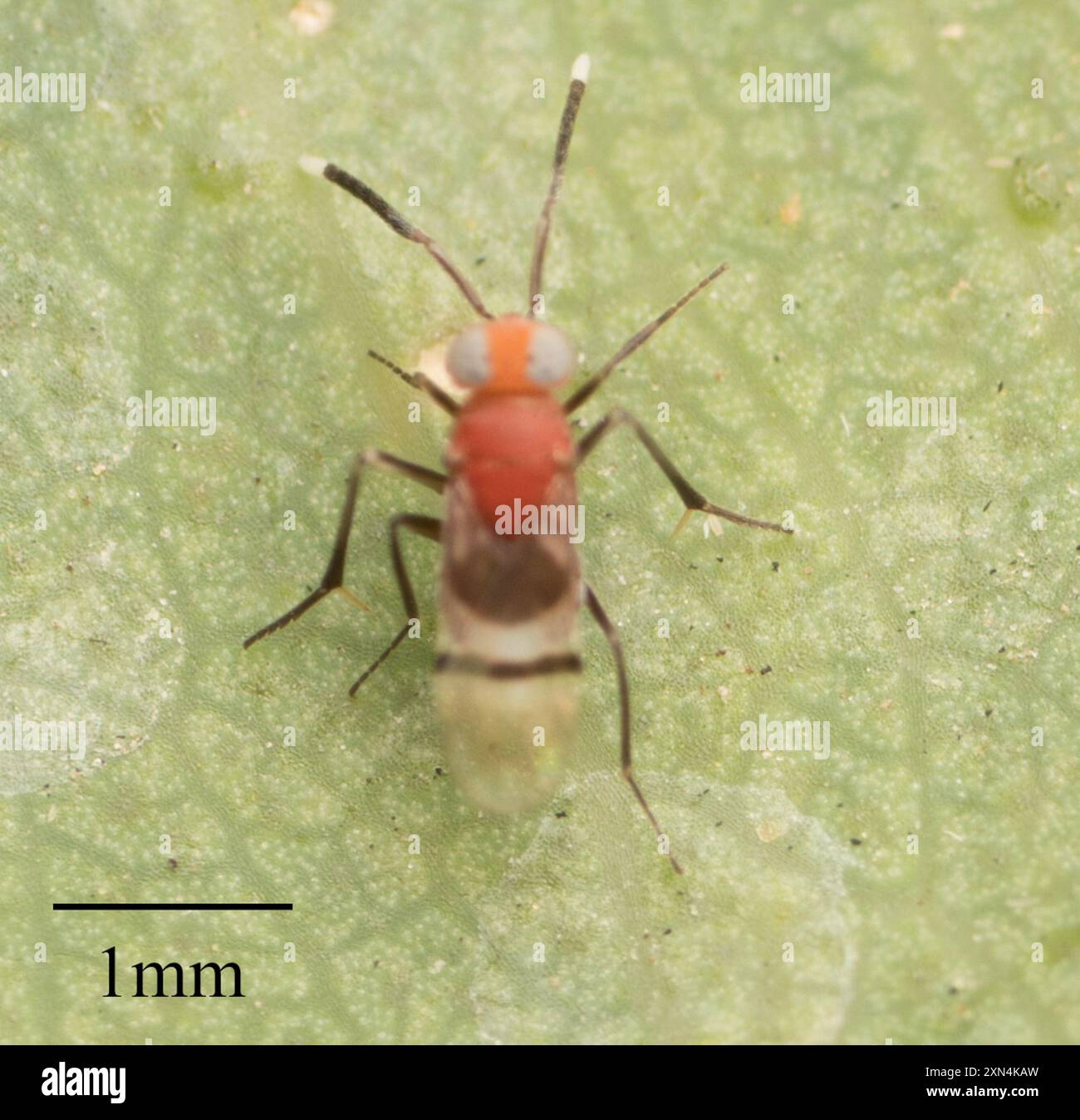 (Anagyrus paralia) Insecta Stock Photo - Alamy