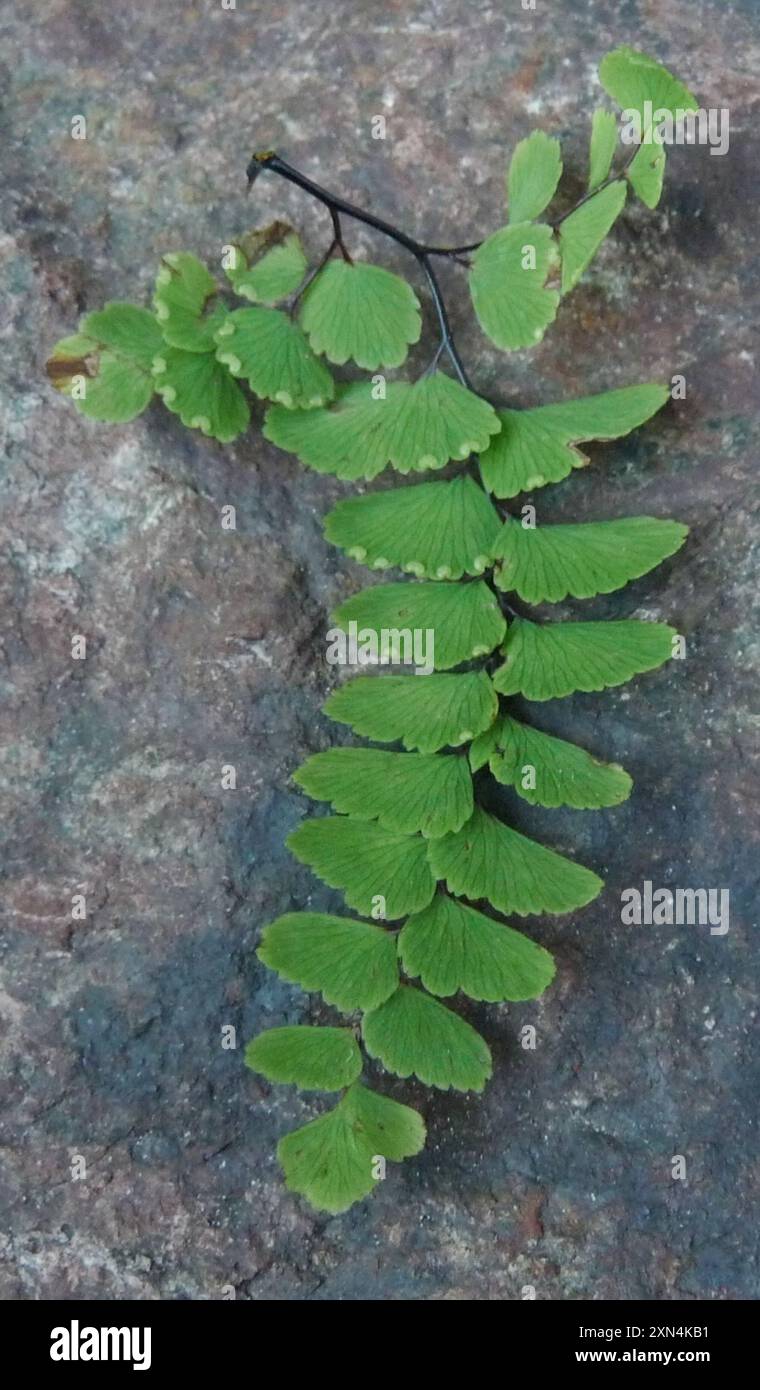 Cunningham's maidenhair (Adiantum cunninghamii) Plantae Stock Photo - Alamy
