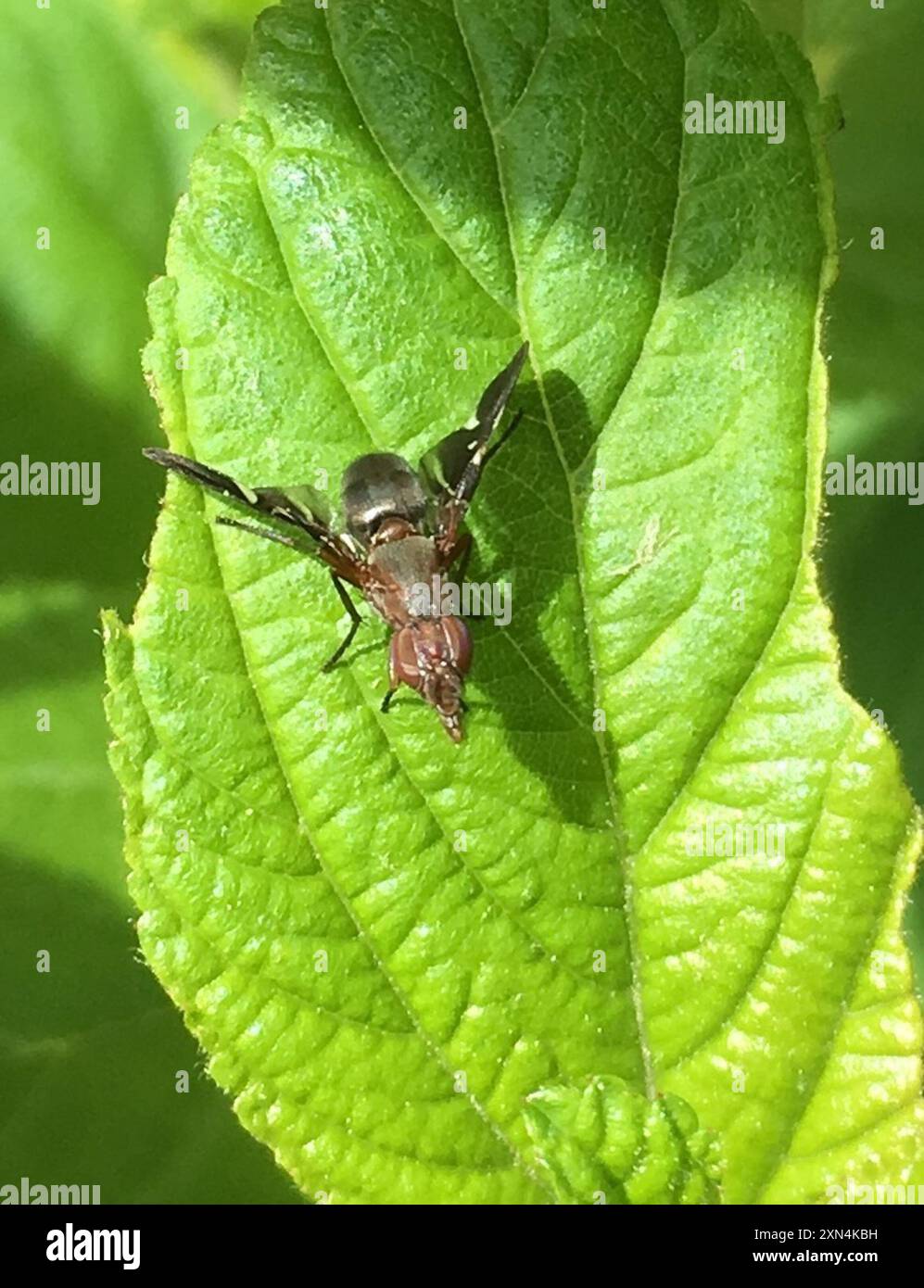 Common Picture-winged Fly (Delphinia picta) Insecta Stock Photo - Alamy