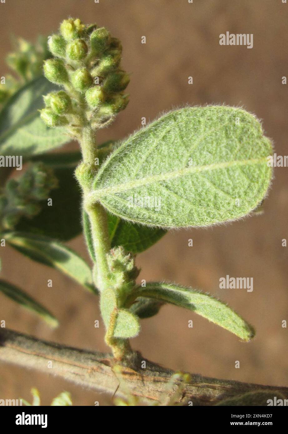 russet bushwillow (Combretum hereroense) Plantae Stock Photo - Alamy